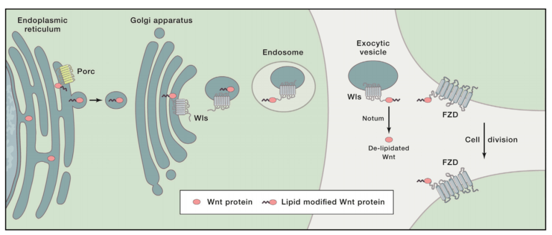 这篇来自Cell的重磅综述已为你全文翻译！此文不看，终身遗憾_Wnt_通路_信号