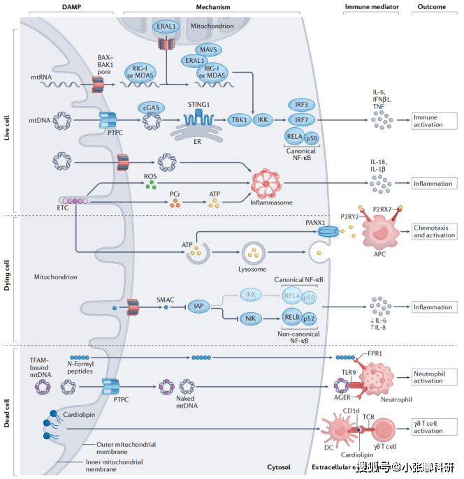 线粒体如何调控炎症？108分的综述告诉你！_mtDAMP_反应_通路