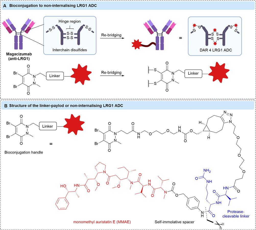 非内化ADC可开发靶点全球研究进展_裂解_癌细胞_抗原