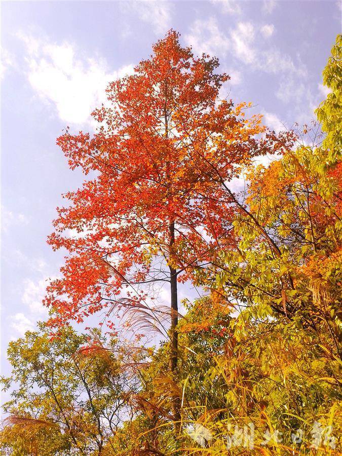 咸丰龙潭司：自然彩绘 绚丽夺目_叶片_在线_便民