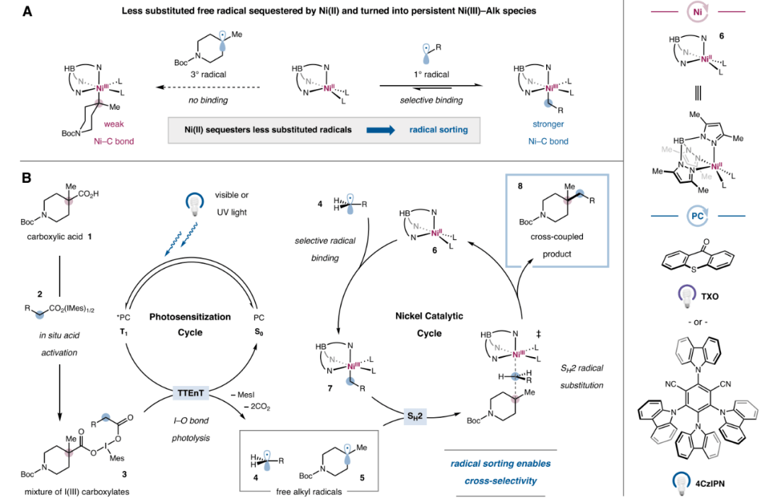 JACS：镍催化双分子均裂取代(SH2)交叉脱羧偶联_反应_烷基_金属