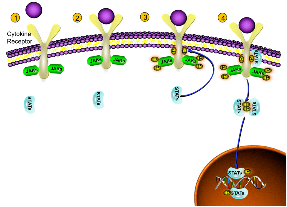 JAK-STAT通路与肿瘤免疫_信号_细胞因子_调控