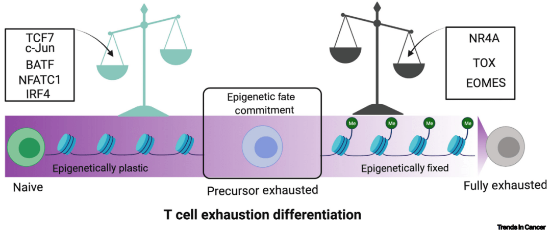 TCR信号与T细胞耗竭_Tex_功能_抗原