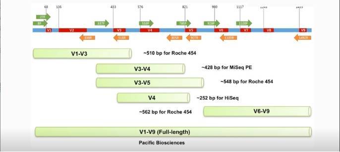 16s rRNA 分析_基因_进行_分类学