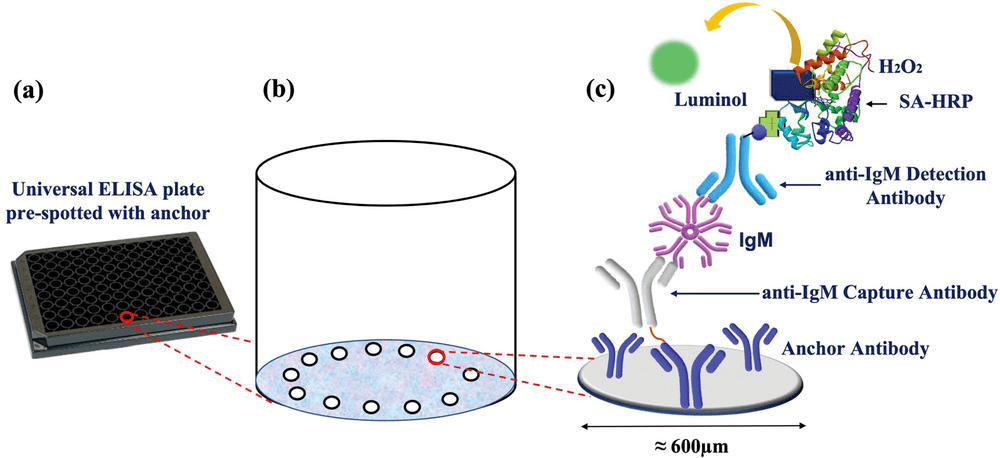 芬兰埃博学术大学EleonoraMacchia团队Adv. Sensor：基于超灵敏夹心免疫分析优化免疫球蛋白检测及实验技术设计_工作