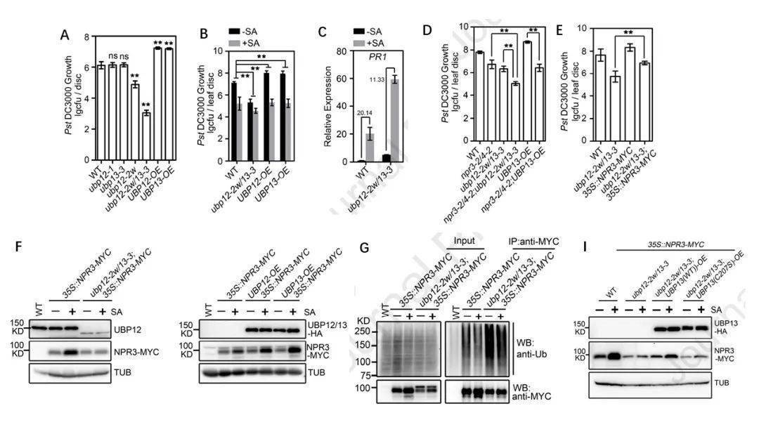 Mol Plant | UBP12/UBP13通过去泛素化负向调控植物免疫的分子机制_蛋白_稳定性_防御