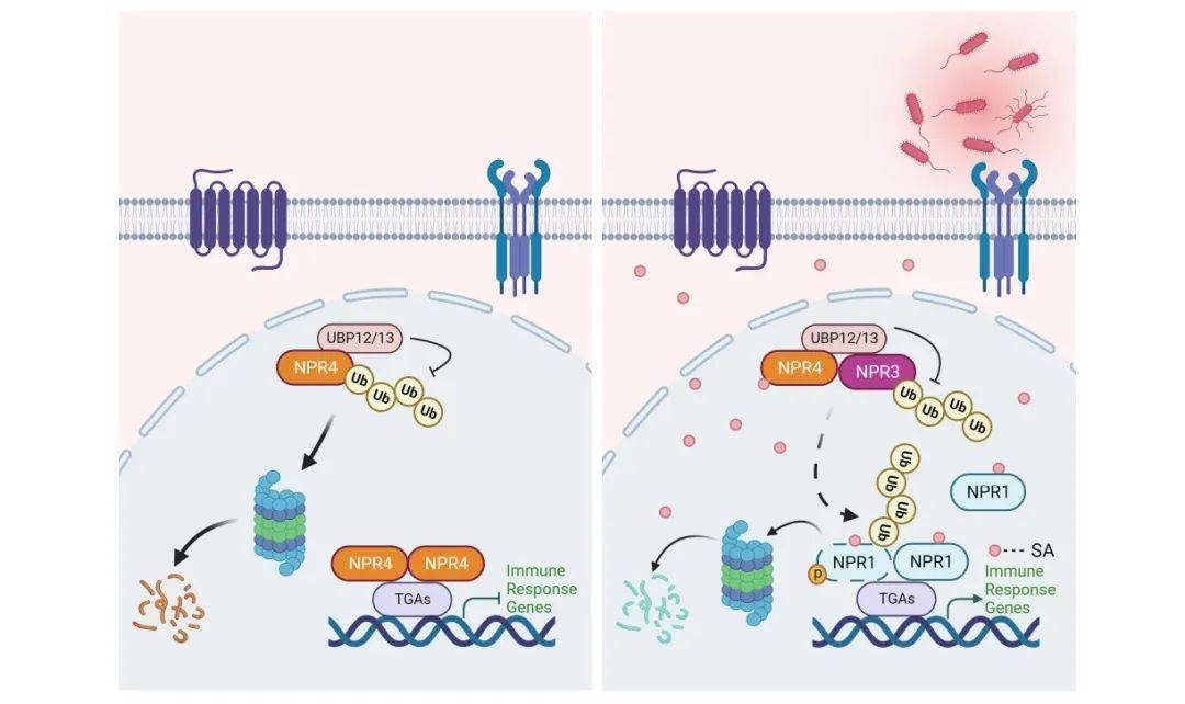 Mol Plant | UBP12/UBP13通过去泛素化负向调控植物免疫的分子机制_搜狐网