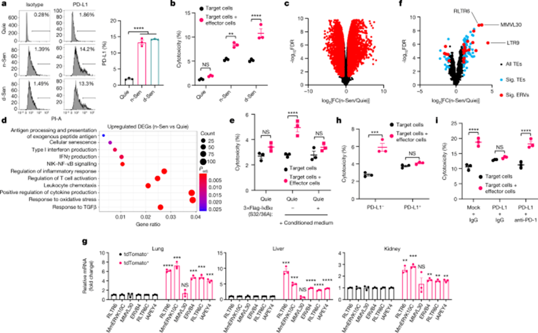 下一个神药？PD-1抗体还能抗衰老！_细胞_Nature_研究