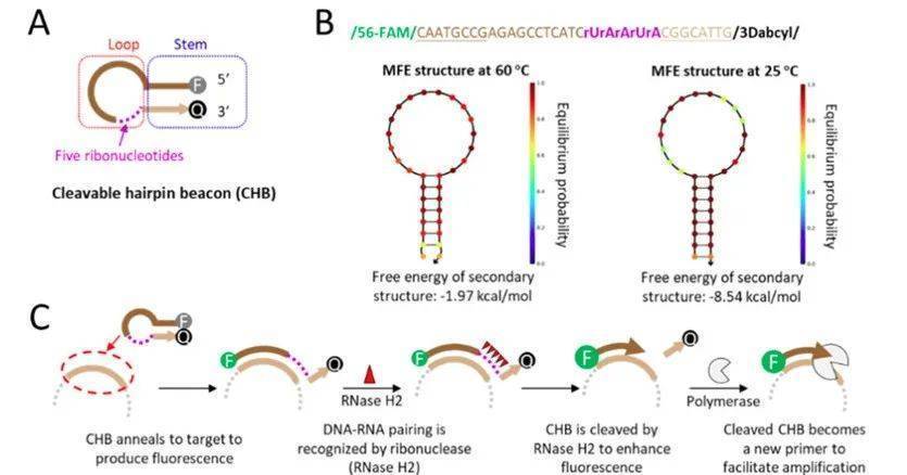 思路 | RNase HII——分子快检LAMP法的葵花点穴手_进行_检测_反应