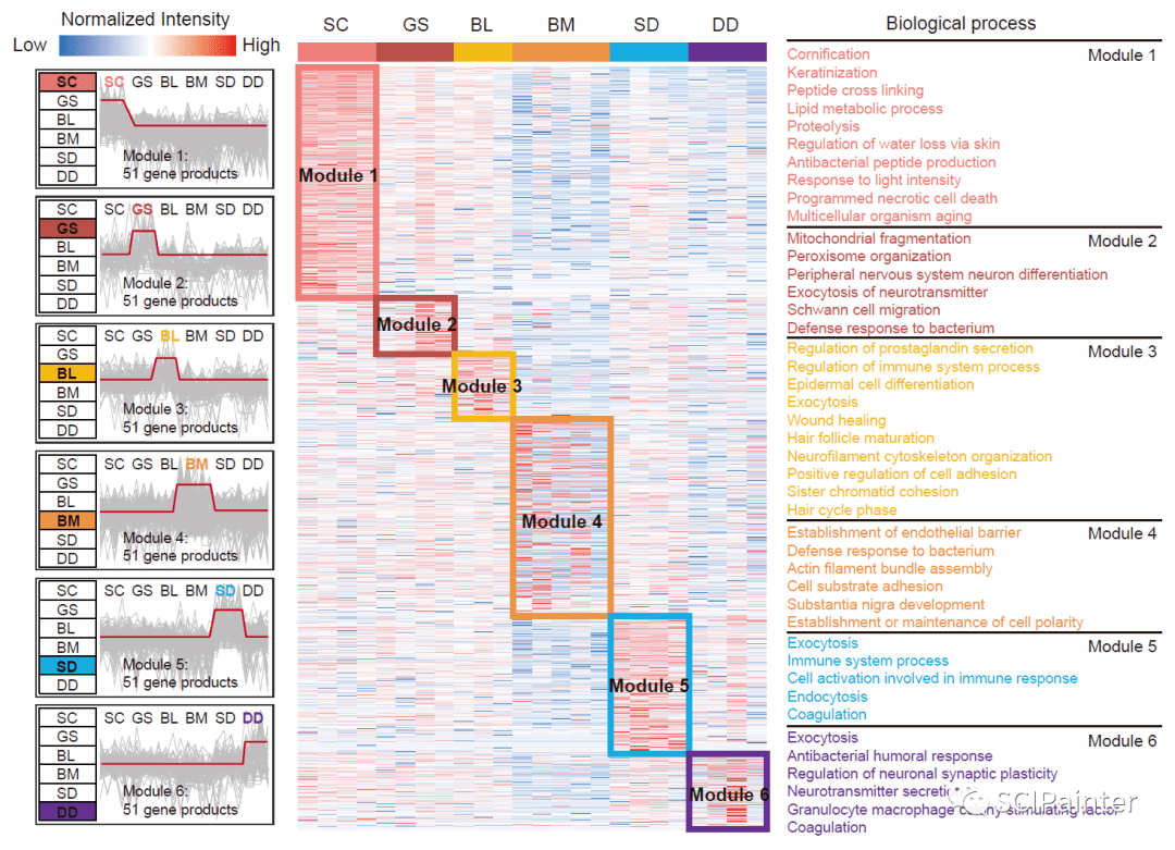 So easy！给你的聚类热图添加GO词云！_'light'_object_dt
