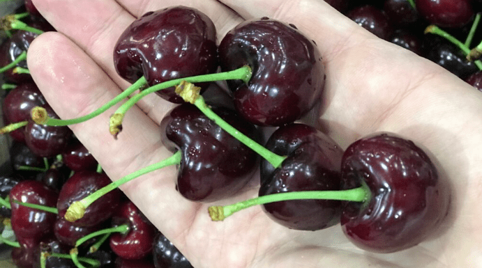 North Bay offers premium South American sweet cherries_mainly_Chile_sales