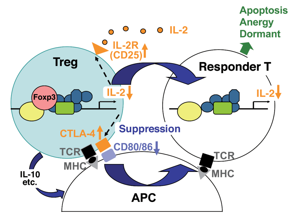 Treg的功能鉴定：流式检测Responder T细胞的增殖_荧光_体系_肿瘤