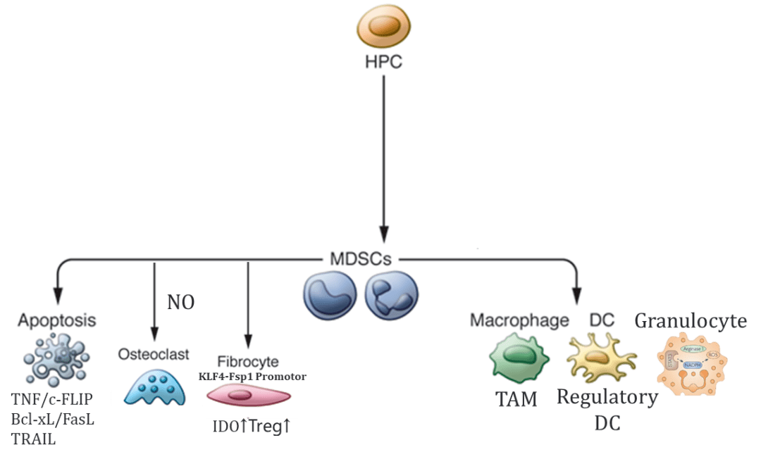 国自然热点：MDSC靶向策略---人工消灭“乌合之众”_细胞_增殖_因子