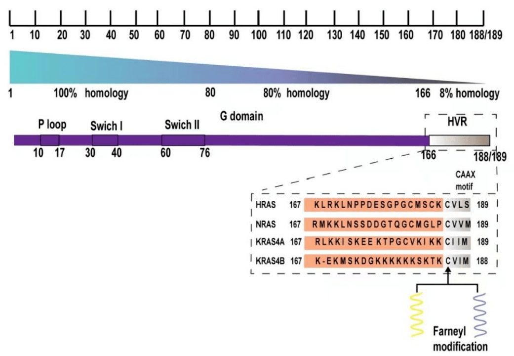 KRAS再获突破！2023 NCCN指南首次推荐Adagrasib！_基因_癌症_细胞