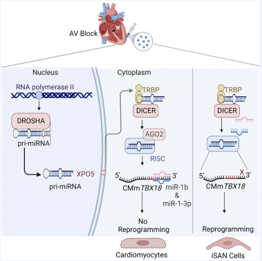 Cell Rep Med：科学家揭示增强RNA疗法的新型分子机制_研究_细胞_microRNAs