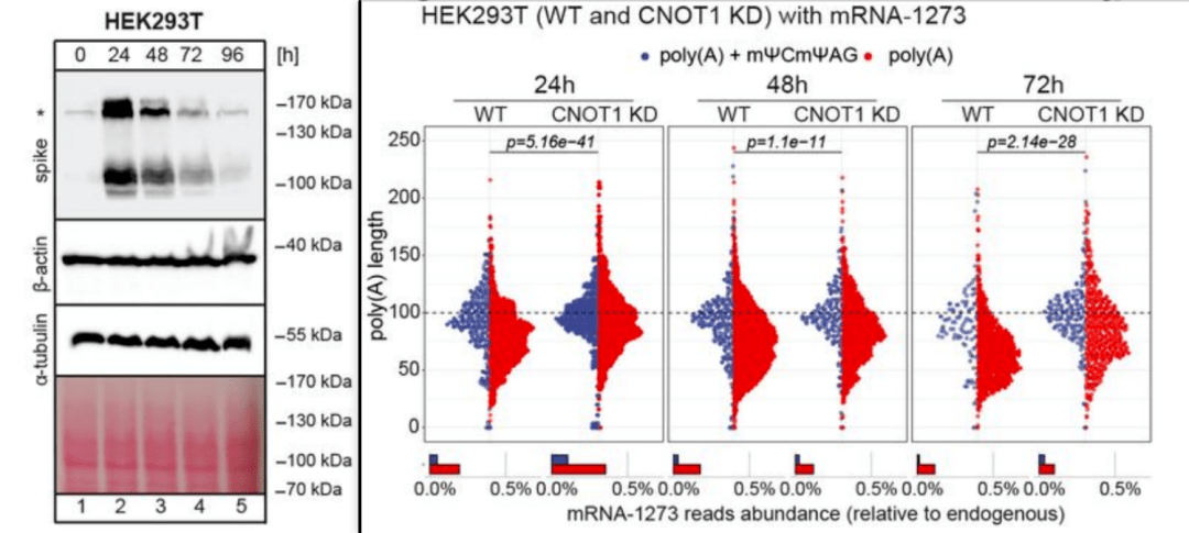 首次发现新冠mRNA疫苗体内聚腺苷酸化，增长PolyA尾巴_序列_长度_细胞系