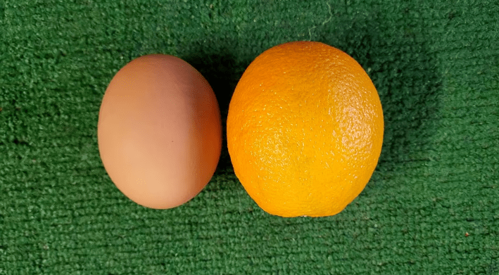 “太酷了”！安省惊现一颗巨大鸡蛋，近万人围观拍手叫绝！_Corrie_直播_Adamson