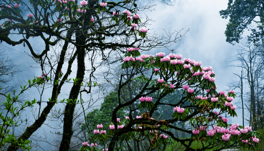 最新进展！眉山这条快速通道预计今年5月通车→_建设_旅游_景区