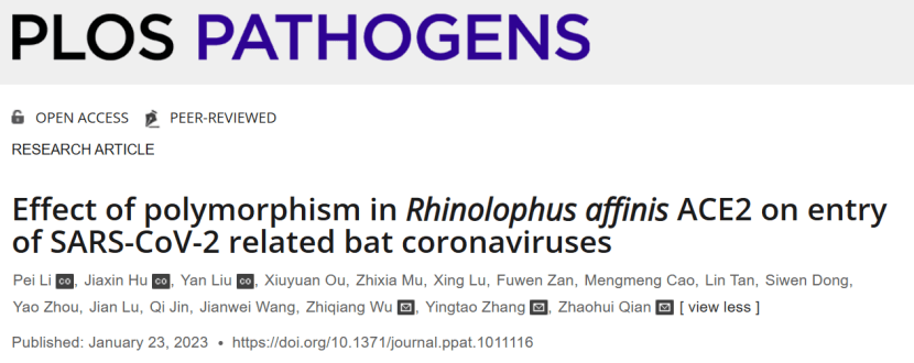 PLOS Pathogens|中国科学家揭示中菊头蝠ACE2s多态性对SARS-CoV-2相关的蝙蝠冠状病毒入侵的影响_论文_研究_张英涛