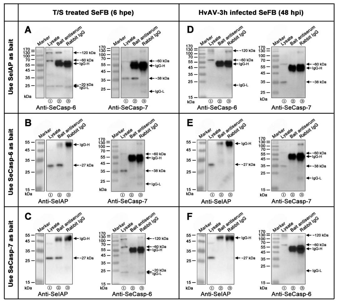 mBio | 凋亡还是抗凋亡？囊泡病毒离体感染后对宿主细胞调控性死亡的干预与利用_SeCasp-_研究_处理
