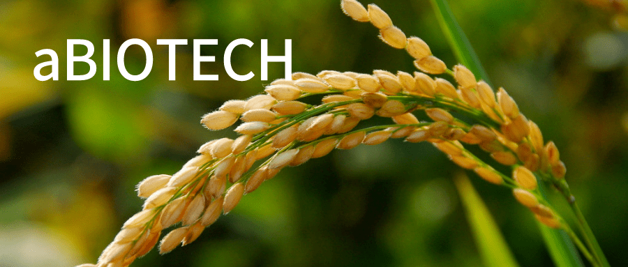 aBIOTECH | 爱荷华州立大学Reuben J. Peters教授解析Oryzalexin S的生物合成途径_gene_催化_Editor