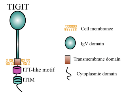 TIGIT拯救“内卷”？跨国巨头跌倒，本土药企跟跑_临床_免疫_效果