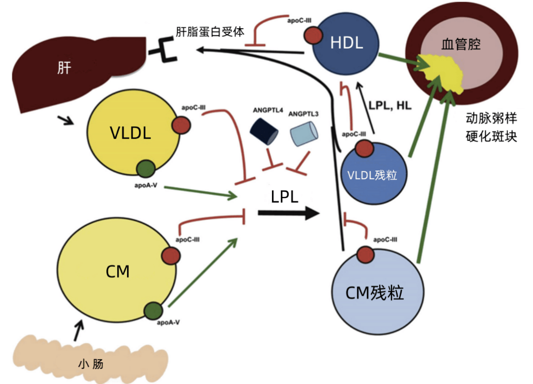 血脂不能只关注总胆固醇、LDL-C...这个指标也与 ASCVD 风险有关！_降低_血浆_水平