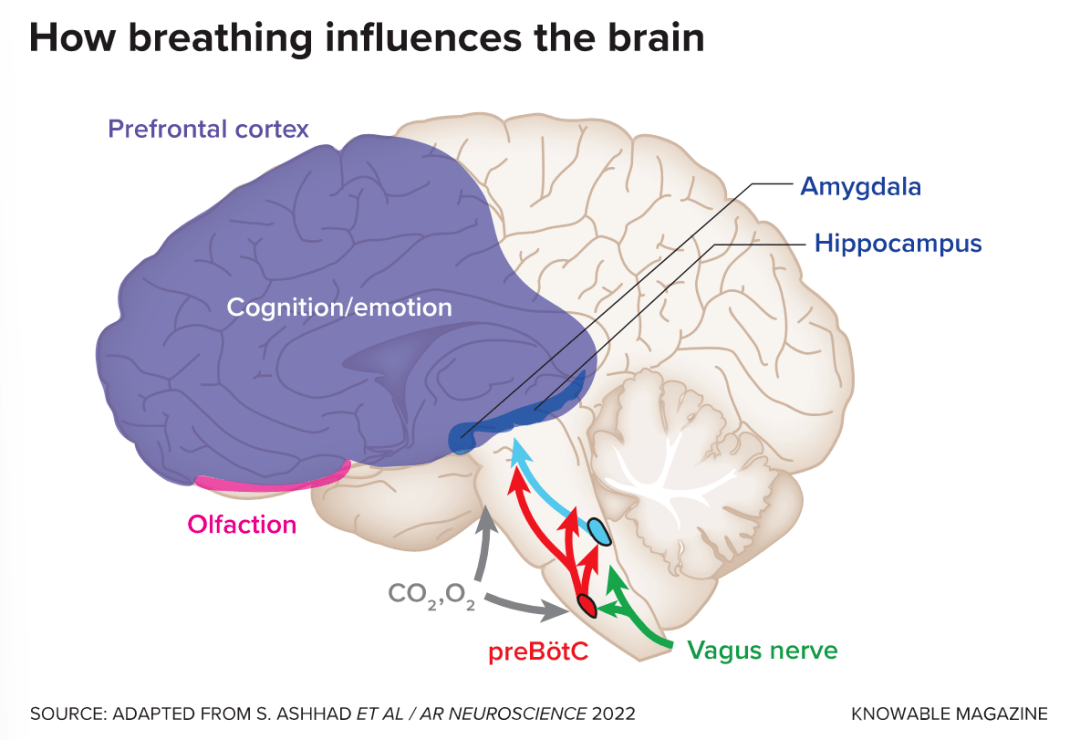 你的呼吸过脑子吗？_费尔德曼_控制_空气
