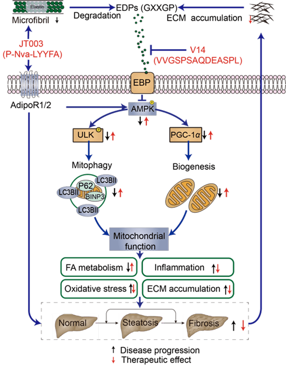 【APSB推荐】AdipoR1/2 双重激动剂和 EDPS-EBP 相互作用抑制剂联合给药治疗非酒精性脂肪性肝病_研究_药物_国家