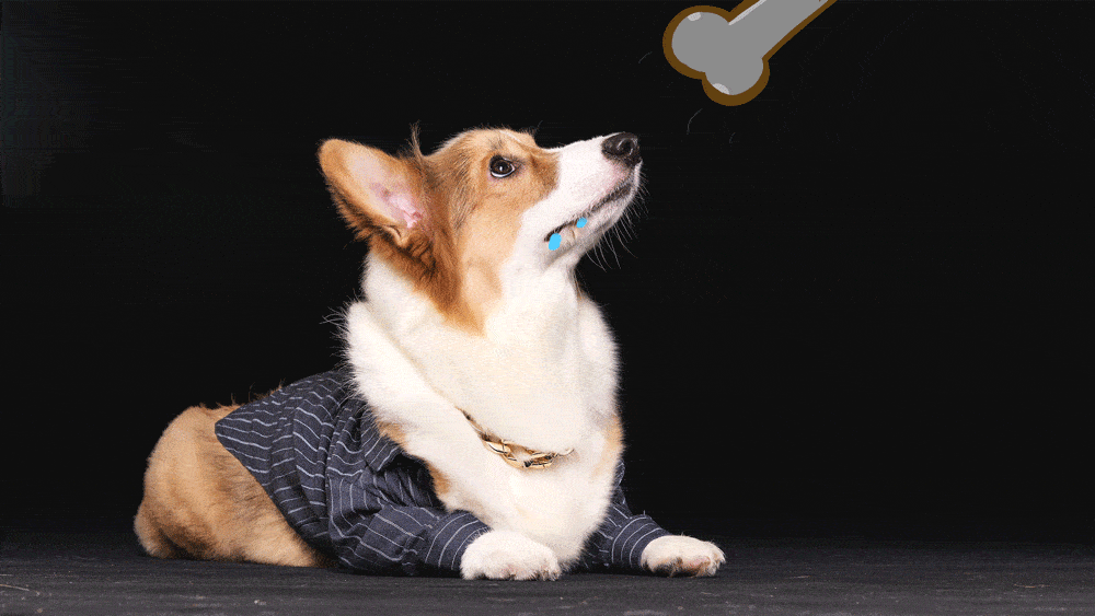 这也许是一种“病” | 非得给这些可可爱爱的宠物取个名字才算完_陆游_骏马_唐太宗