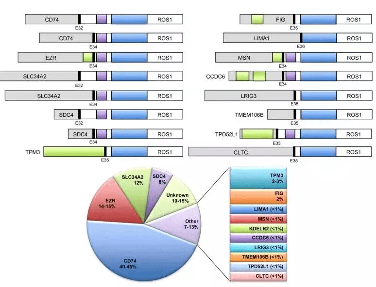 三代 ALK 靶向药，可作为 ROS-1 耐药后的二线选择吗？_洛拉_患者_阳性细胞