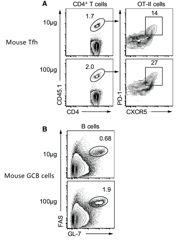 小鼠Tfh和GC B细胞的检测示例_ _and_Mar