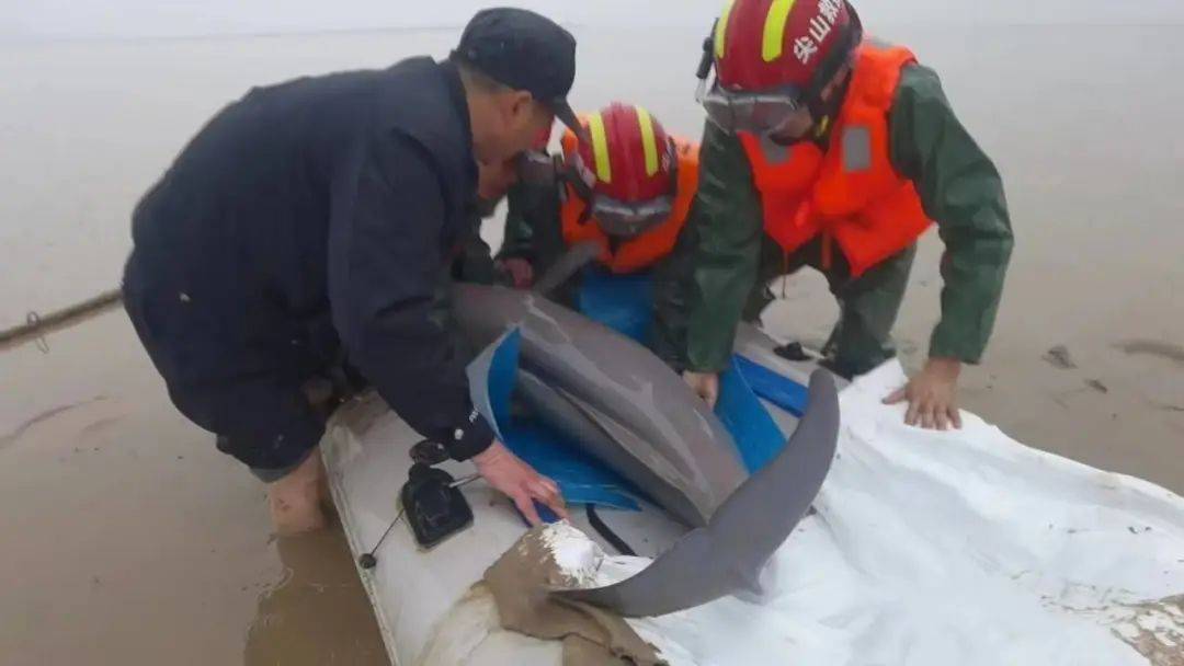 紧急救援！海宁有两头江豚冲滩搁浅！ 人员 黄湾镇 闸口
