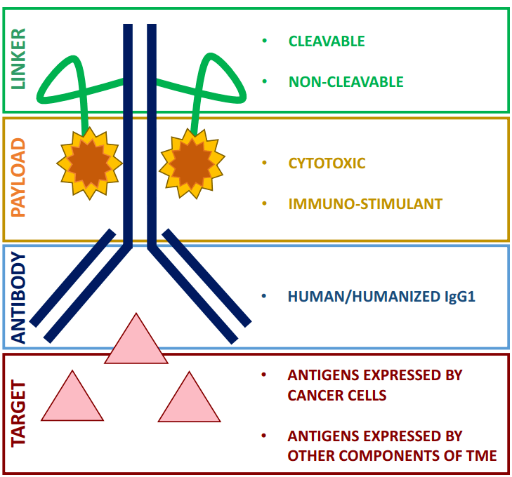 点击化学在ADC和bsAb中的应用_药物_抗体_细胞