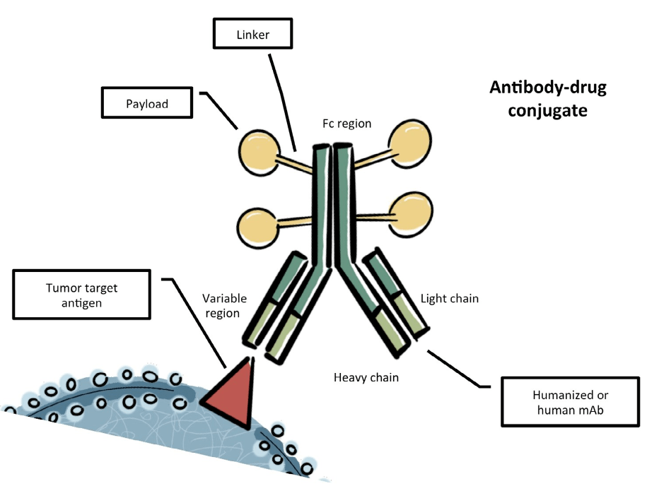 Blenrep上市又撤市，ADC治疗MM的未来在哪里？_药物_抗原_细胞