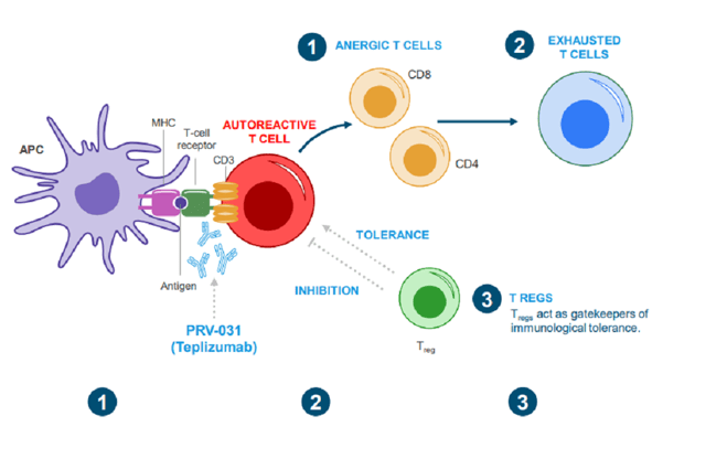 1型糖尿病（T1DM）：新兴的治疗策略及其关键药物靶点_细胞_胰岛素_患者