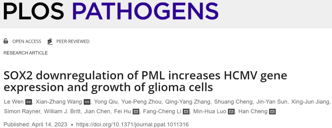 PLoS Pathog︱ 武汉病毒所罗敏华/复旦程汉团队揭示HCMV感染胶质母细胞瘤分子机制_研究
