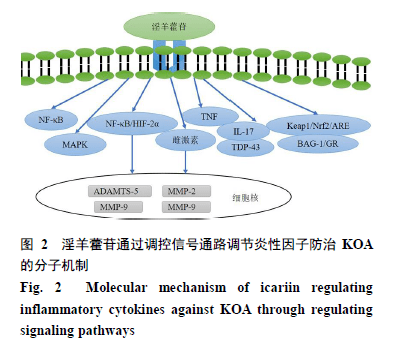淫羊藿苷防治膝骨性关节炎作用机制的研究进展_炎症_因子_通路