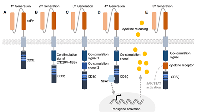 CAR-T细胞疗法为何耐药？如何应对？_信号_肿瘤_患者
