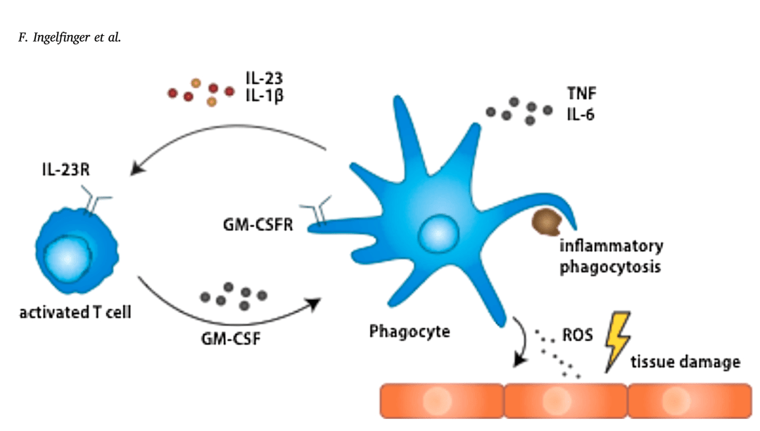 GM-CSF作用的几类免疫细胞_炎症_诱导_组织
