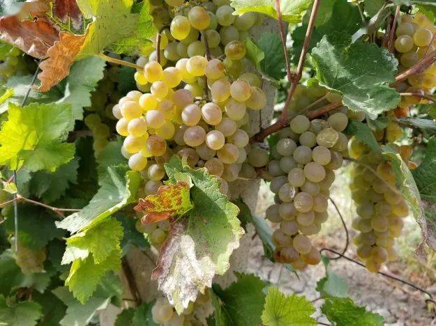 亚美尼亚白兰地，烈酒世界藏得最深的佳酿_苏联_法国_丘吉尔