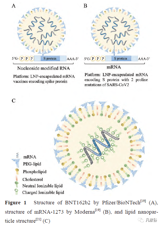 mRNA-LNP新冠疫苗过敏反应及其体内药代动力学_纳米_接种_人群