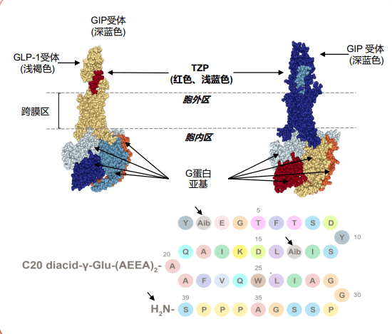 大咖视角丨纪立农教授：Tirzepatide的独特机制助力中国T2DM患者控糖减重_研究_胰岛素_人群