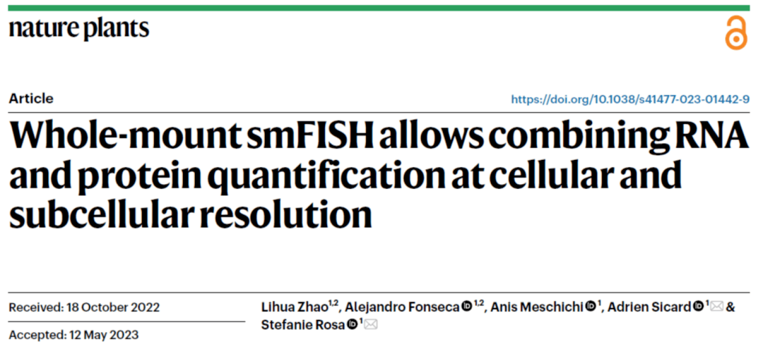 NaturePlants｜可在细胞和亚细胞水平上同时定量分析mRNA和蛋白质_smFISH_研究_荧光