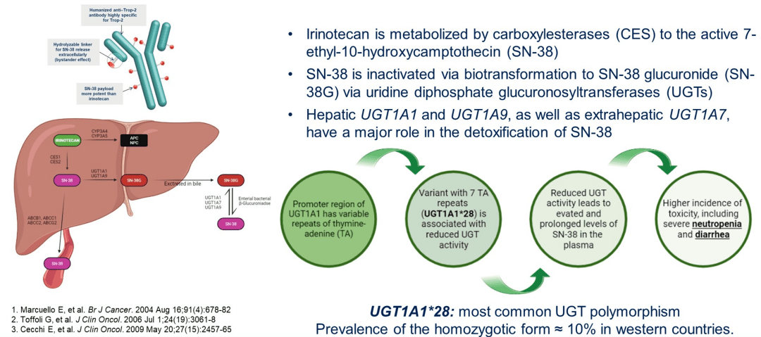 SG治疗mUC，不同UGT1A1基因型患者的安全性表现如何？丨ASCO2023_Meeting_研究_Safety