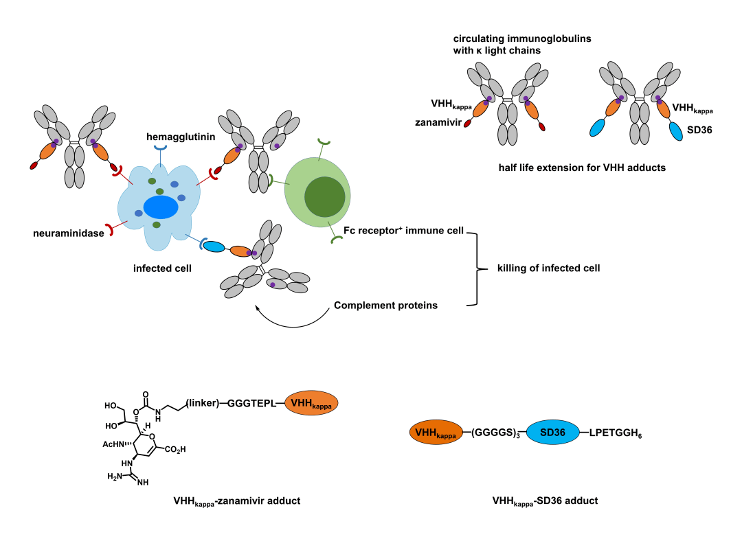 Sci Immuno | 一种应用抗免疫球蛋白轻链纳米抗体的治疗流感病毒感染的新策略_VHHkappa_小鼠_研究