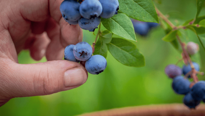 Peruvian blueberry exports continue exponential growth_the_at_year
