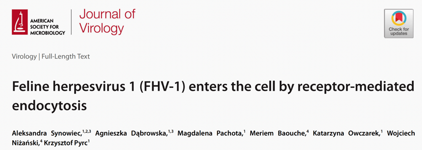 【前沿&进展】最新研究发现猫疱疹病毒1型（FHV-1）通过受体介导的内吞作用进入细胞_蛋白_依赖性_结果